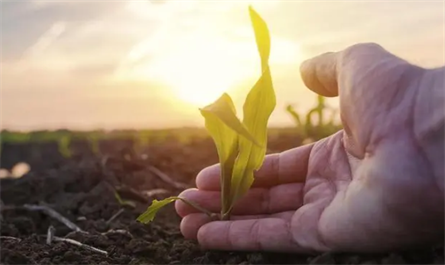 What is the concept of plant protection?